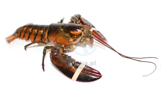 Homar Kanadyjski cały - rozm. 800-900/ świeży / - niska cena | Sklep ...