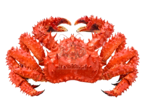 Krab królewski cały - świeży - 4-5 kg/szt. - niska cena | Sklep rybny ...